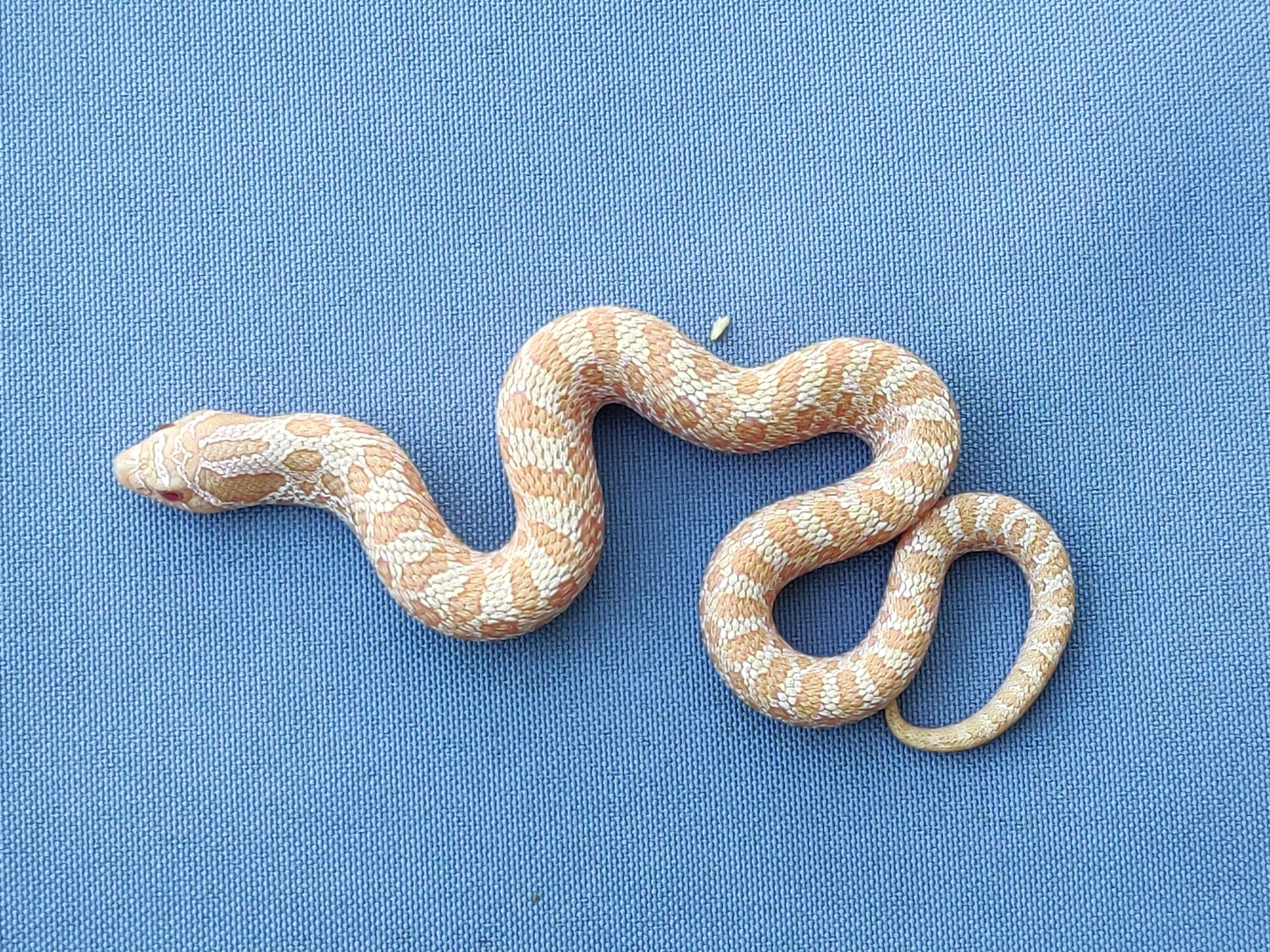 Arctic Albino Western Hognose by Dynamic Hogs - MorphMarket