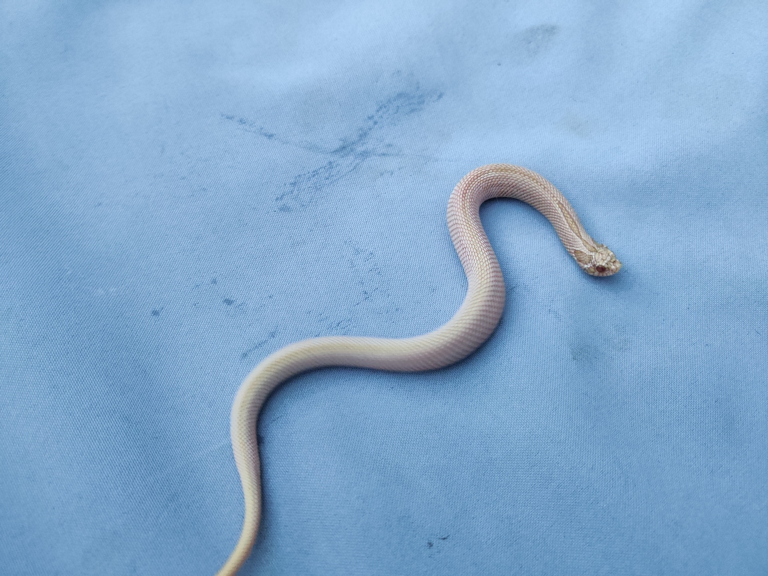 Arctic Albino Super Conda Western Hognose by Dynamic Hogs - MorphMarket