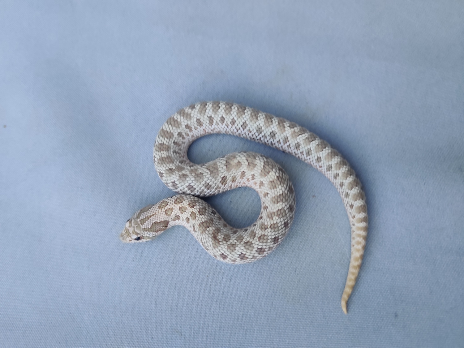 Frosted 66% Het Permafrost (Sable) Western Hognose by Dynamic Hogs ...