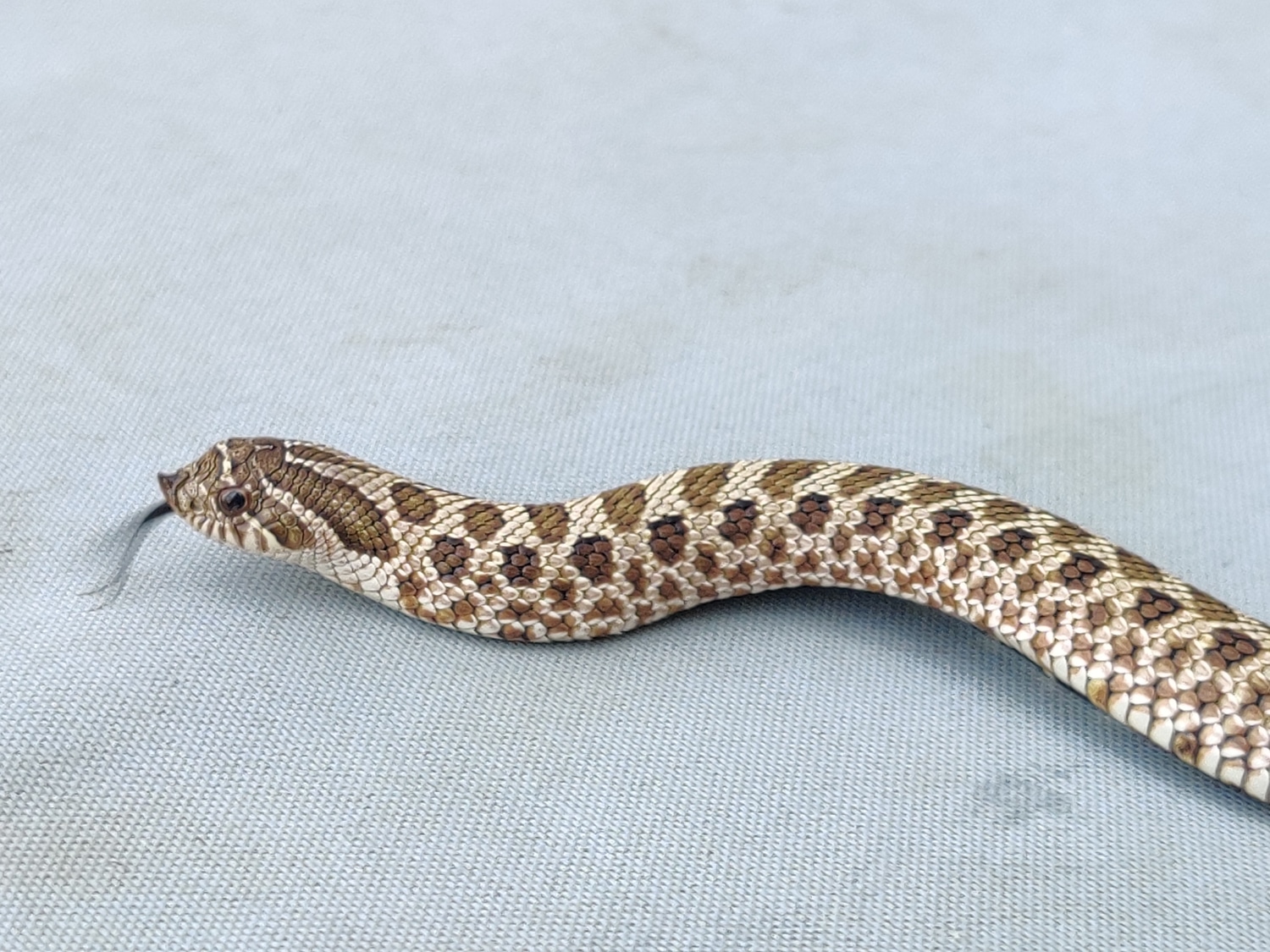 Normal 100% Het Hypo 100% Caramel 66% Het Sable (Permafrost) Western ...