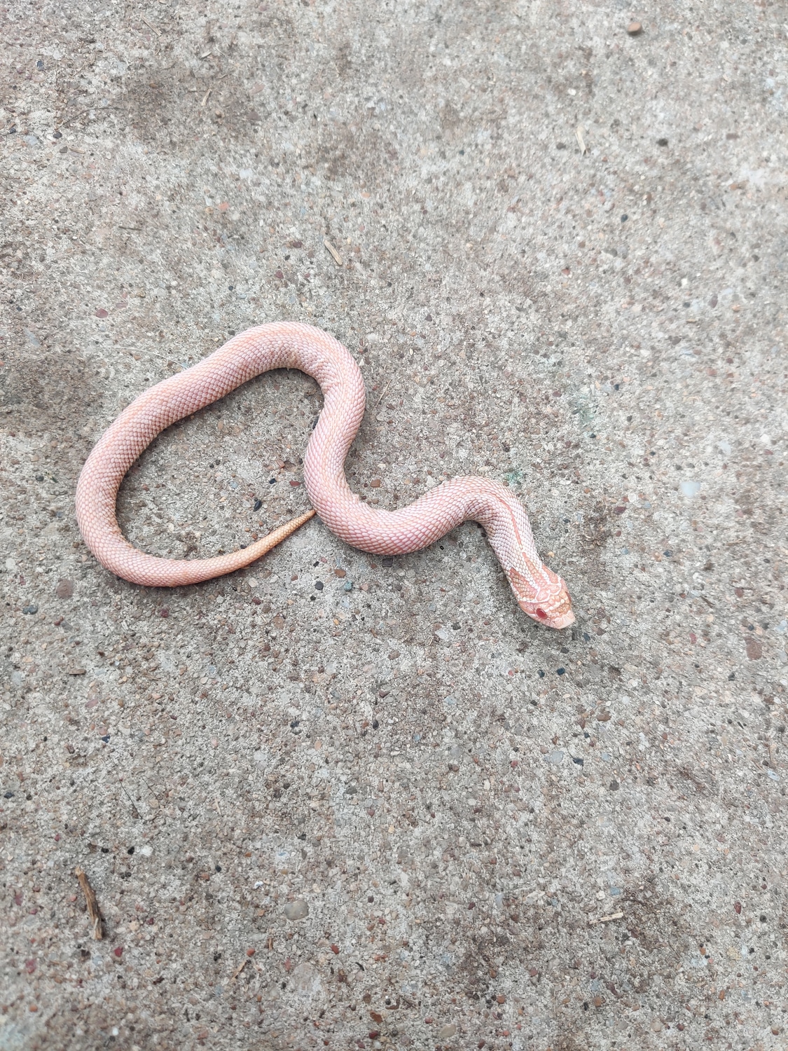 Arctic Albino Super Conda Western Hognose by Dynamic Hogs - MorphMarket