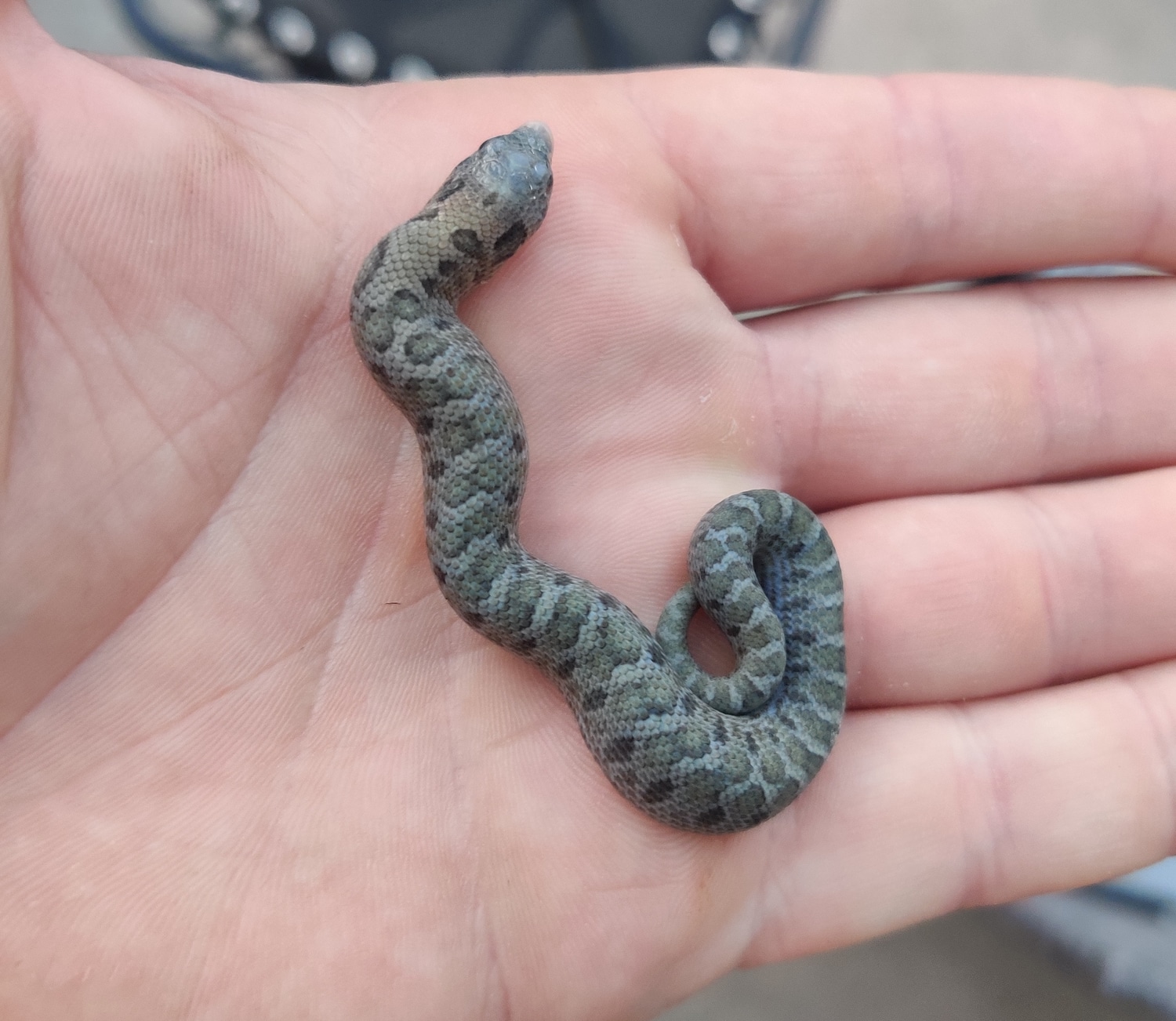 Permafrost Western Hognose by Dynamic Hogs - MorphMarket