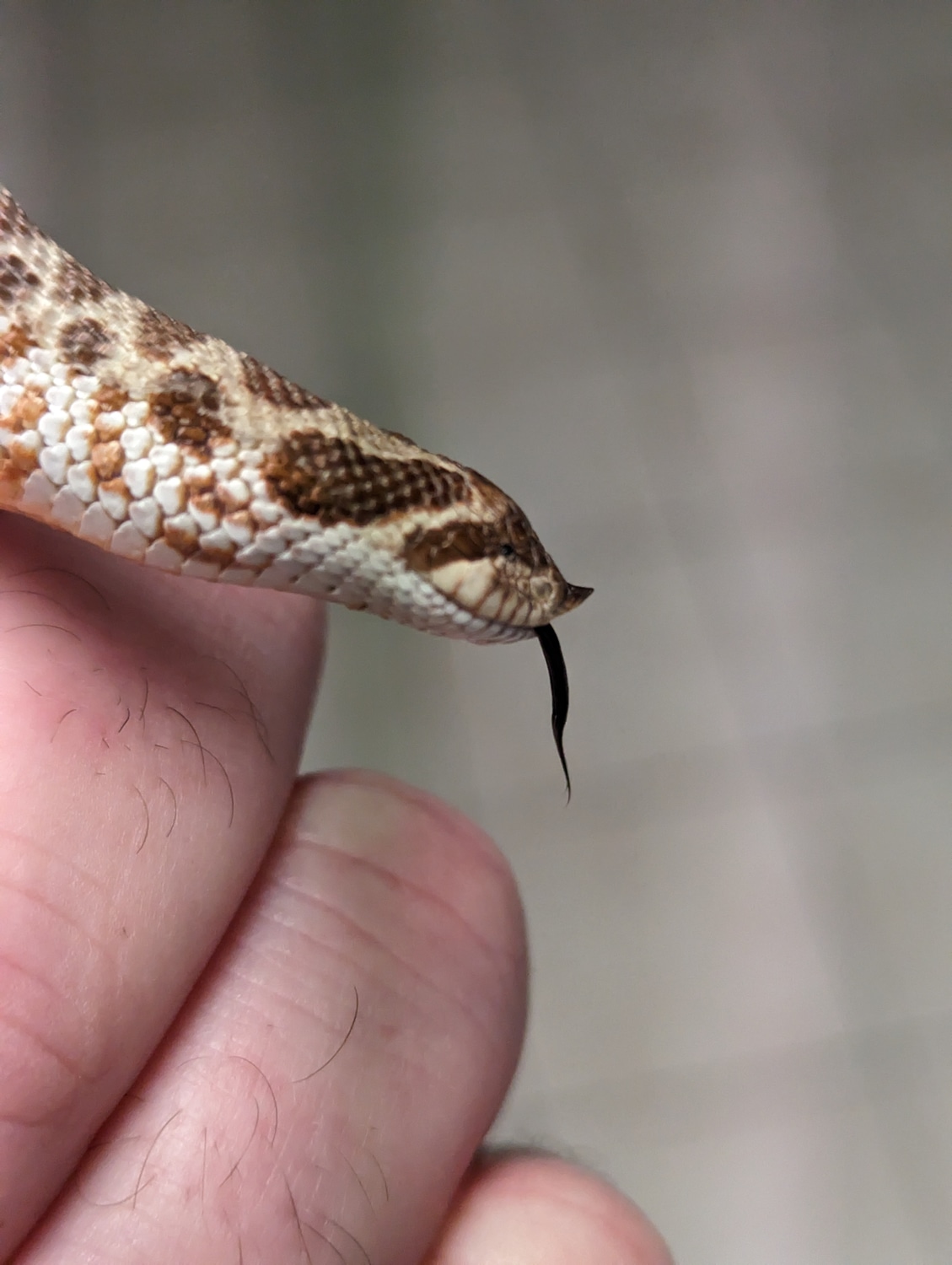 Normal 100% Het Hypo 100% Het Caramel 66% Het Sable Western Hognose by ...