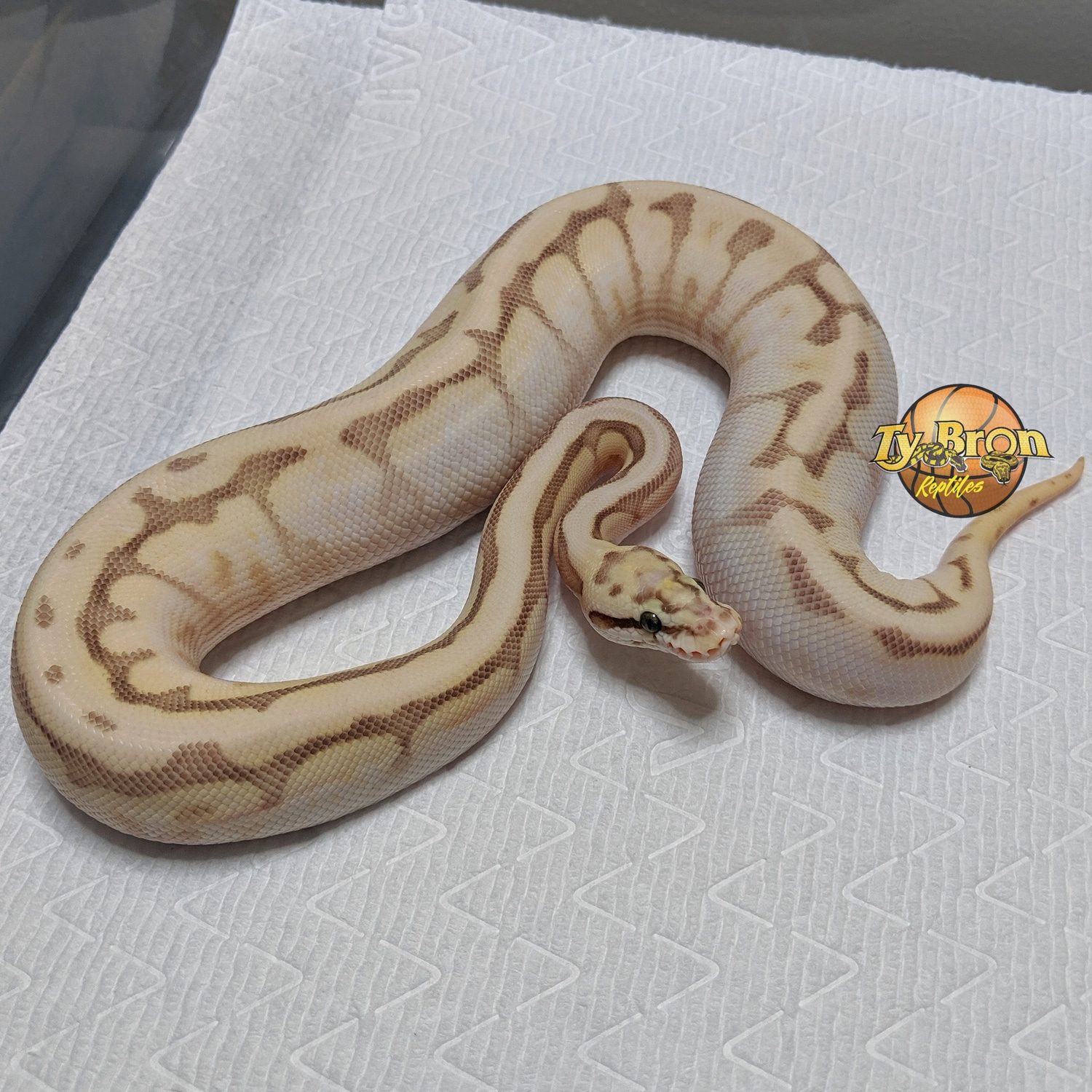 Pastel Butter Fire Spider Ball Python by TyBron_Reptiles - MorphMarket
