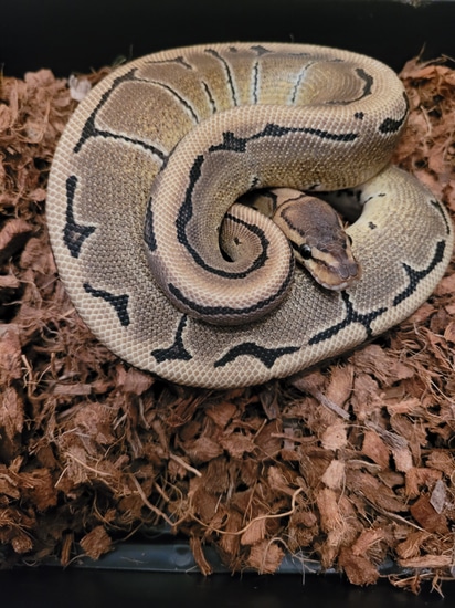 Pinstripe Het Desert Ghost Ball Python by Tyron Brown's Reptiles