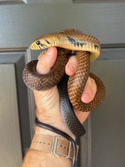 100% Het Axanthic Black Tail Cribo (1.1 Available) Cribo & Indigo ...