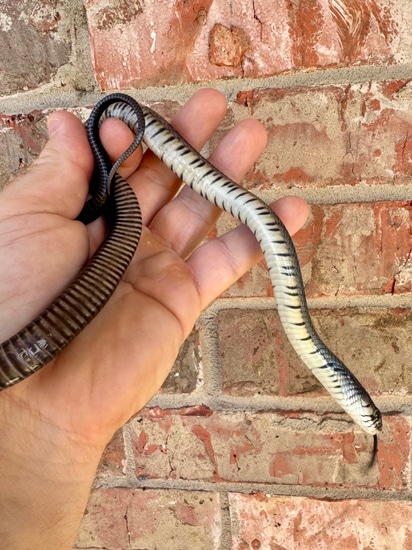 Black Phase Rubidus (WHITE BELLY!) Cribo & Indigo Snakes by Ty Farrell ...
