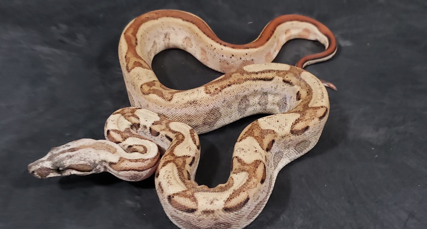 Hypo Motley Jungle 66% Het Kahl Albino Boa Constrictor by Ty Flynn Constrictors - MorphMarket