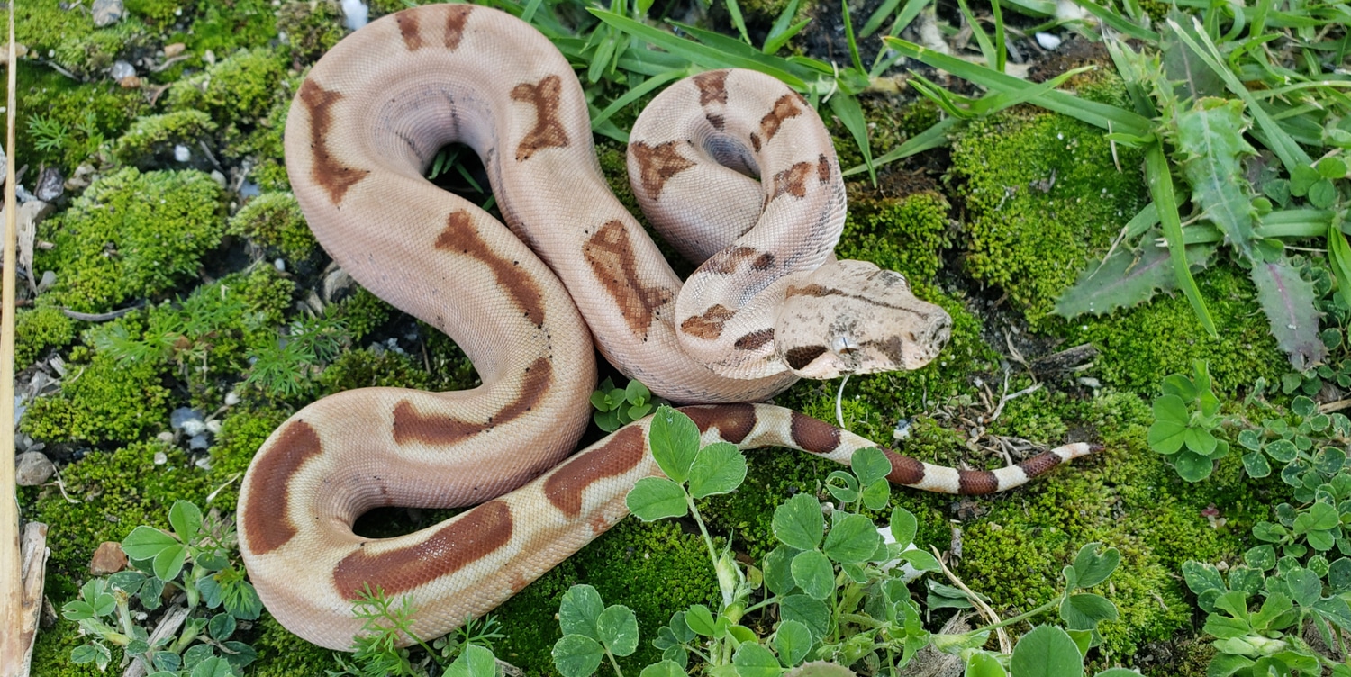 Super Hypo Jungle Summit Pastel 66% Het Kahl Albino Boa Constrictor by Ty Flynn Constrictors ...