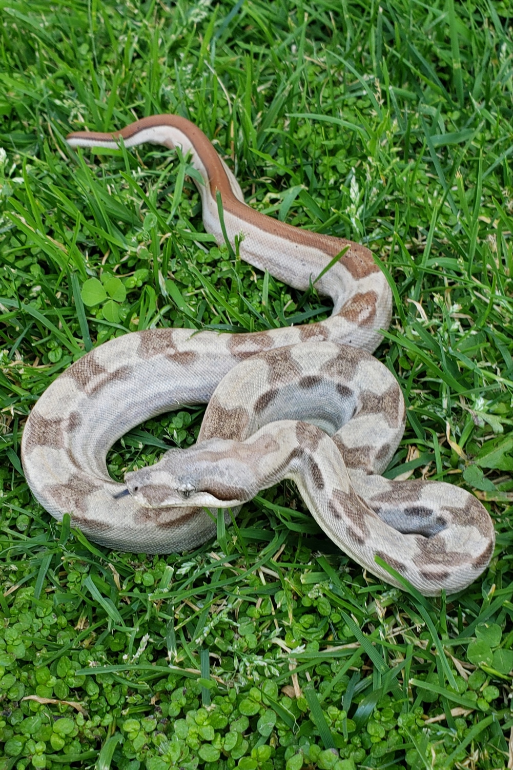 Motley Hypo Het Anerythristic Type1 66%Het Sharp Albino Boa Constrictor ...