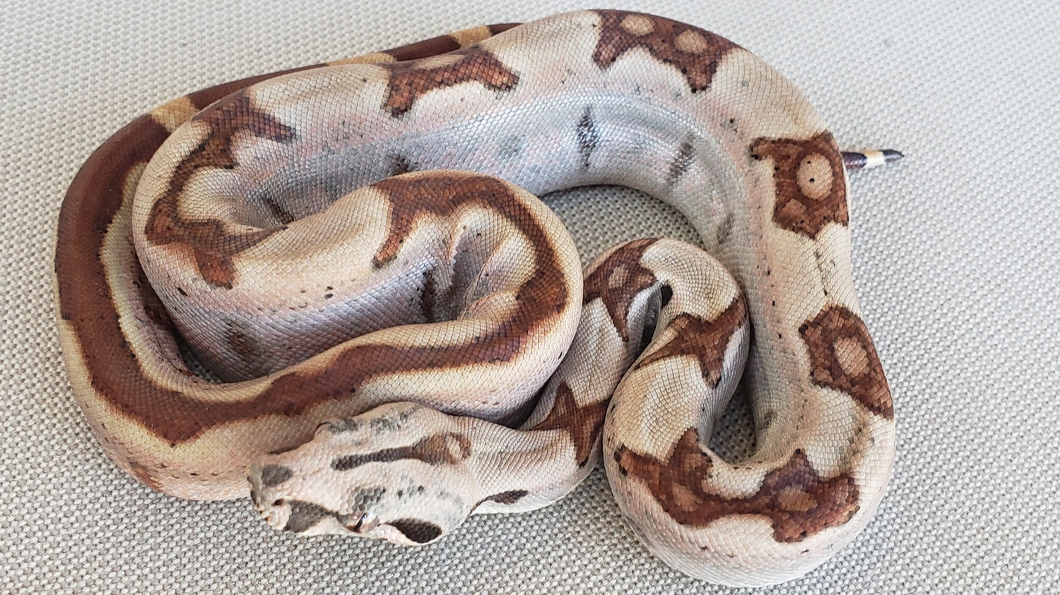 Super Hypo Summit Pastel Het Kahl Albino Boa Constrictor by Ty Flynn ...