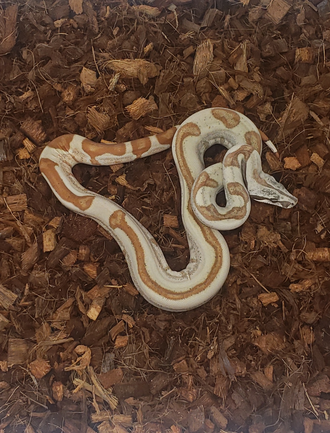 Hypo Possible Summit Pastel Jungle 50% Het Kahl Albino Boa Constrictor by Ty Flynn Constrictors ...