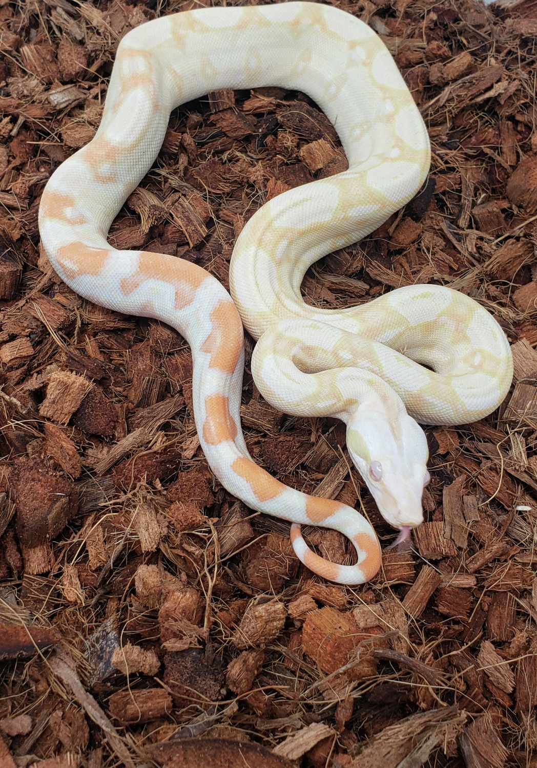 Kahl Albino Het Type1 Anerythristic Boa Constrictor by Ty Flynn ...
