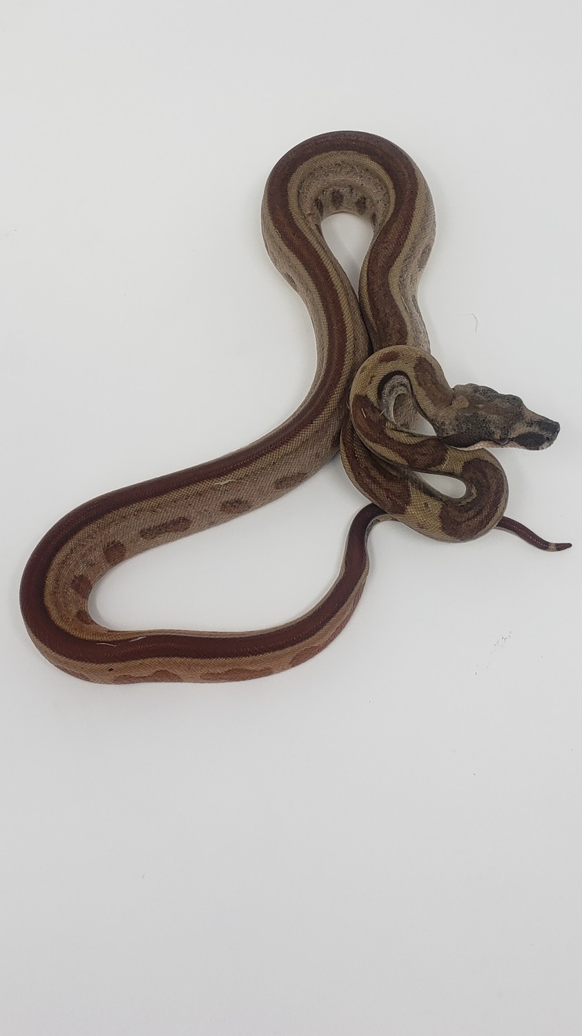Hypo Motley Jungle Summit Pastel 66% Het Sharp Albino 50% Het Kahl ...