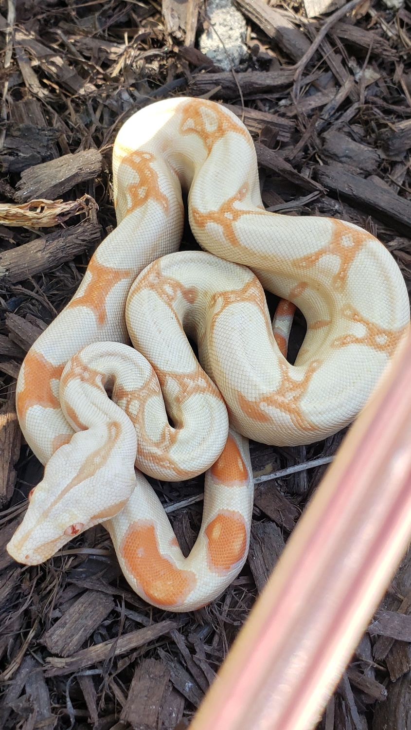 IMG Sharp Sunglow (Pos Jungle) 50% Het Type1 Anerythristic Boa ...