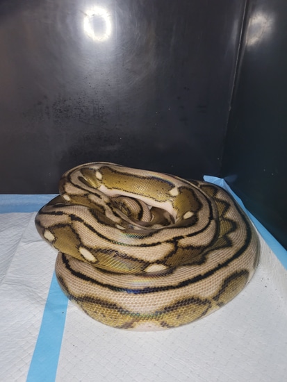 Motley Tiger Het Albino Reticulated Python by TH Exotics