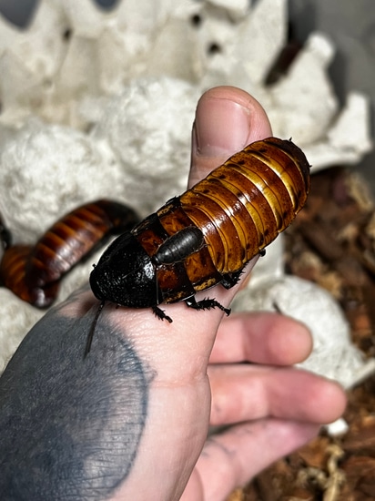 Madagascar Hissing Cockroach Colonies by Tyrassic Park