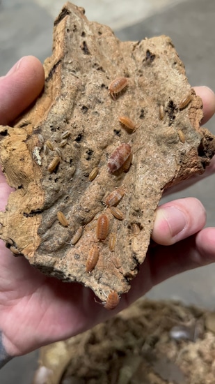 P. Scaber Orange Koi 12+ Isopod by Tyrassic Park