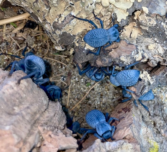 Blue Death Feigning Beetles by Coastal Reptile Company