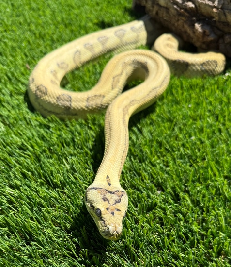 Jungle Jaguar Carpet Python Jungle Carpet Python by Coastal Reptile Company