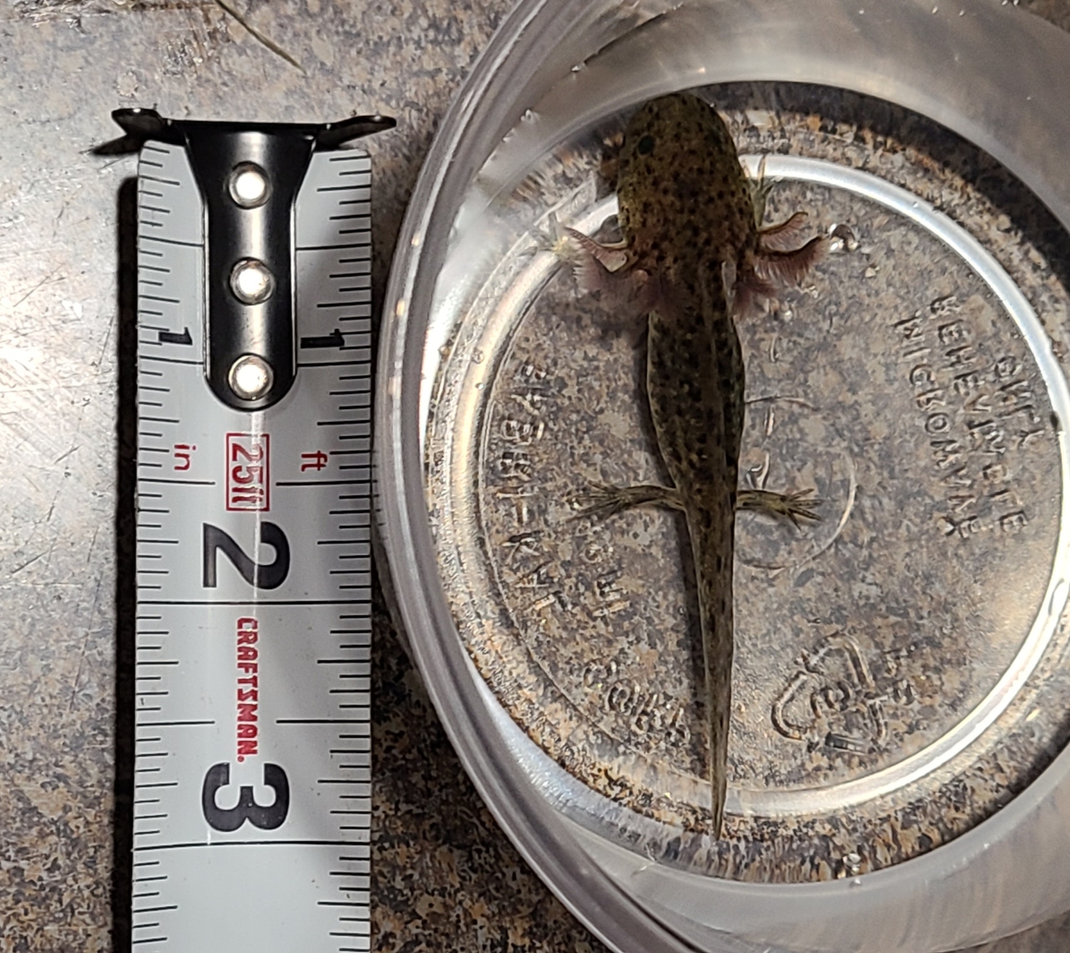 GFP Wild Type Axolotl by Tyler's Axolotls - MorphMarket