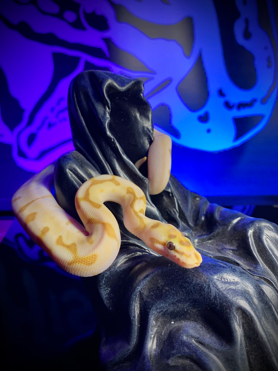 Pastel Mojave Super Enchi Spider (Poss Banana) Ball Python by HissFits ...