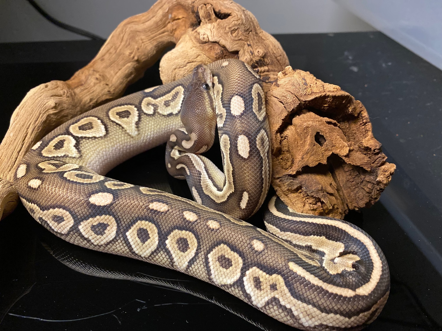 Cinnamon Mystic Ball Python by HissFits Reptiles - MorphMarket