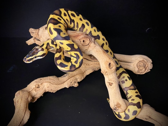 Pastel Enchi Leopard Yb/Spark 50% Het Ultramel Ball Python by HissFits ...