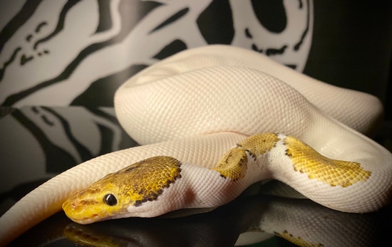 Spied Ball Python by HissFits Reptiles