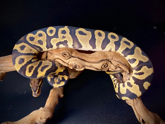 Leopard Yb/Spark 50% Het Ultramel Ball Python by HissFits Reptiles