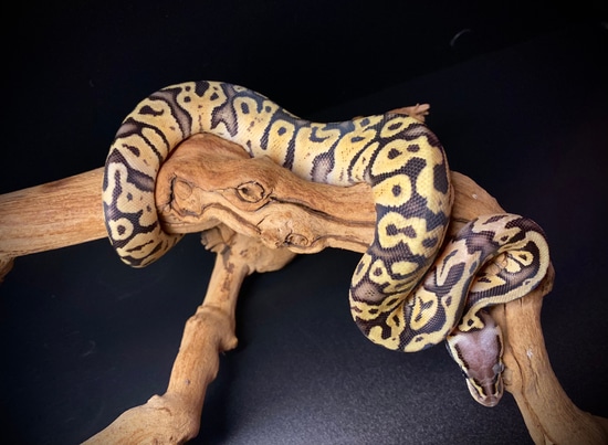 Firefly Ball Python by HissFits Reptiles