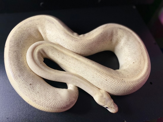 Puma Breeder Female *FREE SHIPPING* Ball Python by HissFits Reptiles