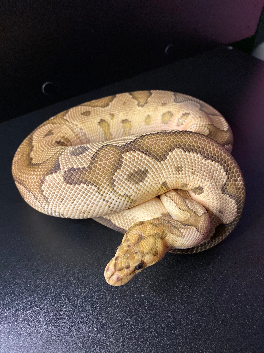 Fire Granite Clown *FREE SHIPPING* Ball Python by HissFits Reptiles ...