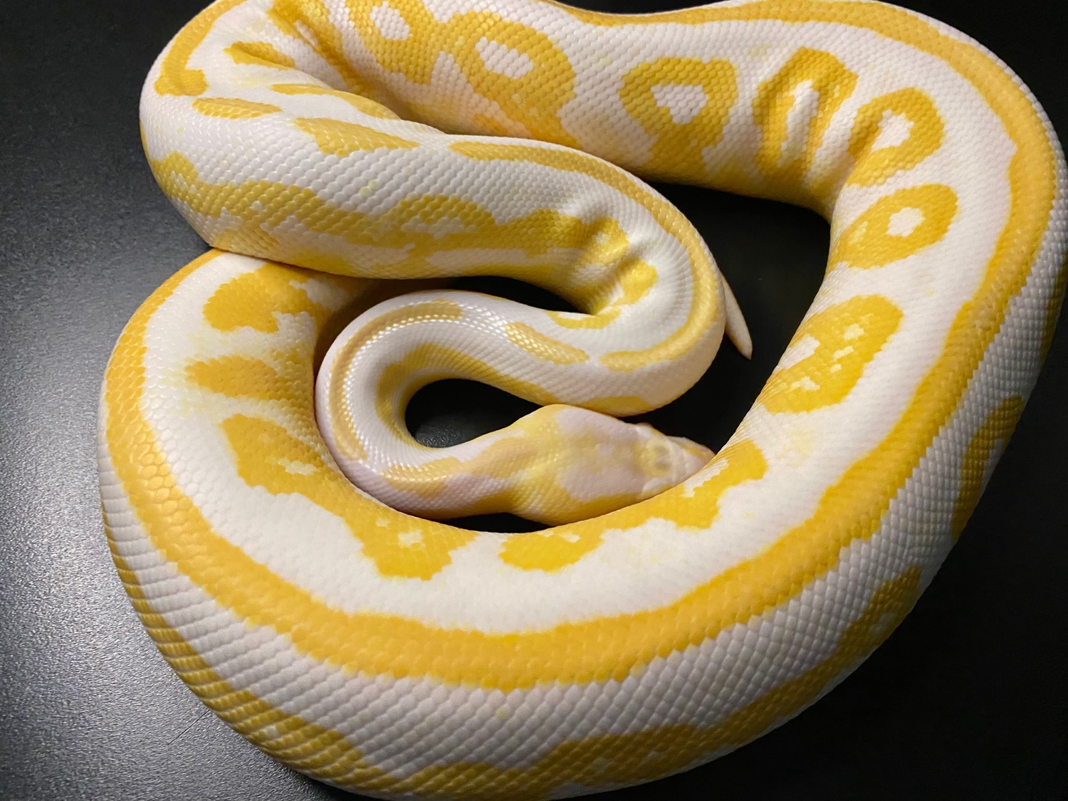 Black Pastel Albino Het Pied *FREE SHIPPING* Ball Python by HissFits ...