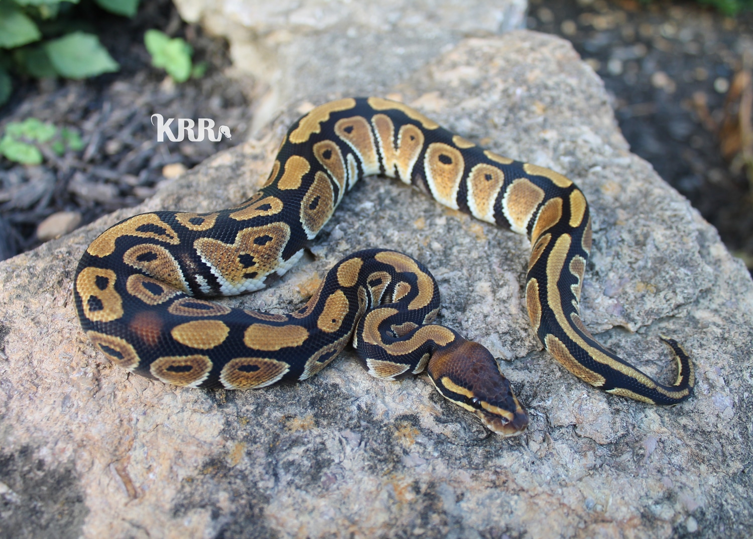 Cypress 66% Poss Het Hypo Ball Python by Kentucky Redneck Reptiles ...