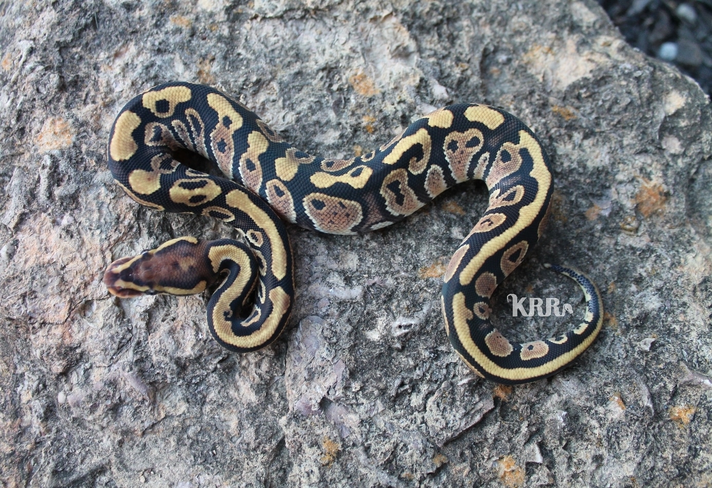 Fire Het Clown Ball Python by Kentucky Redneck Reptiles - MorphMarket