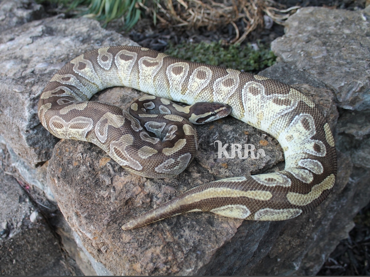 Mojave Enchi Ball Python by Kentucky Redneck Reptiles - MorphMarket