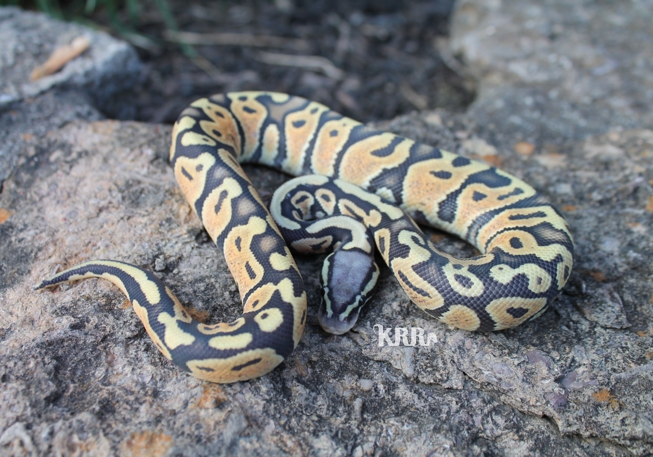 Pastel Hypo Het Desert Ghost Ball Python by Kentucky Redneck Reptiles ...