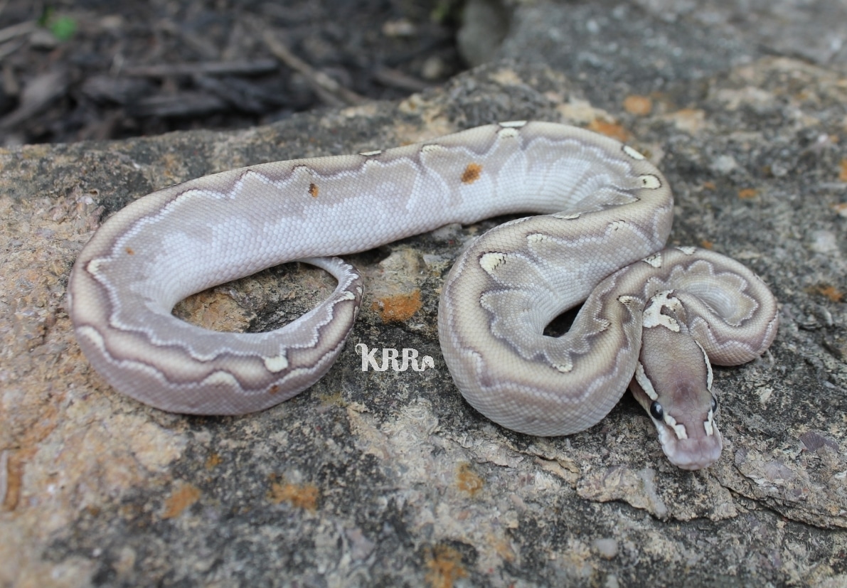 Bamboo Het Clown Ball Python by Kentucky Redneck Reptiles - MorphMarket