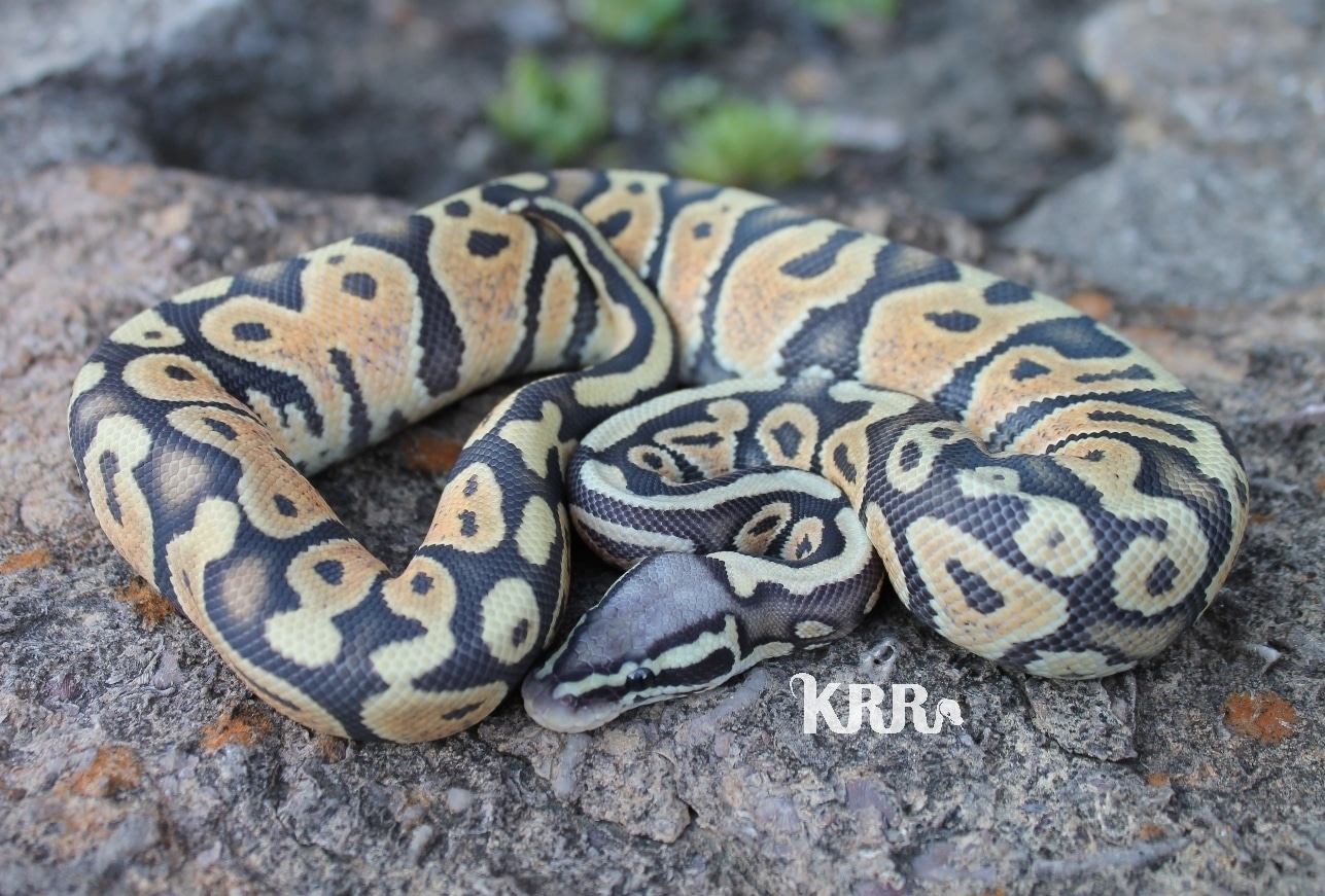 Pastel Hypo Het Desert Ghost Ball Python by Kentucky Redneck Reptiles ...