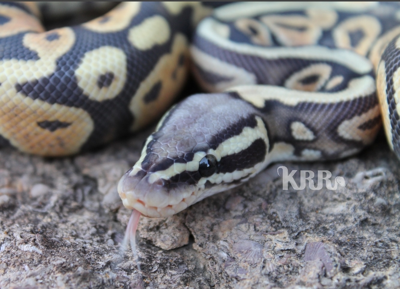 Pastel Hypo Het Desert Ghost Ball Python by Kentucky Redneck Reptiles ...