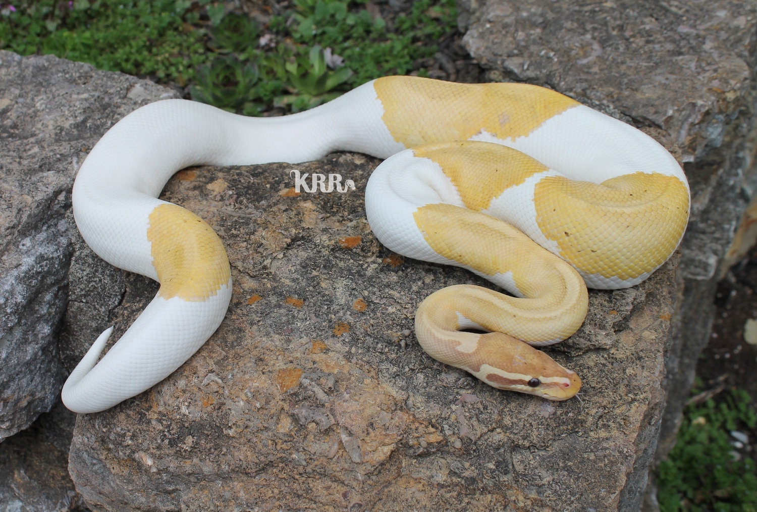 Coral Glow Piebald Ball Python by Kentucky Redneck Reptiles - MorphMarket