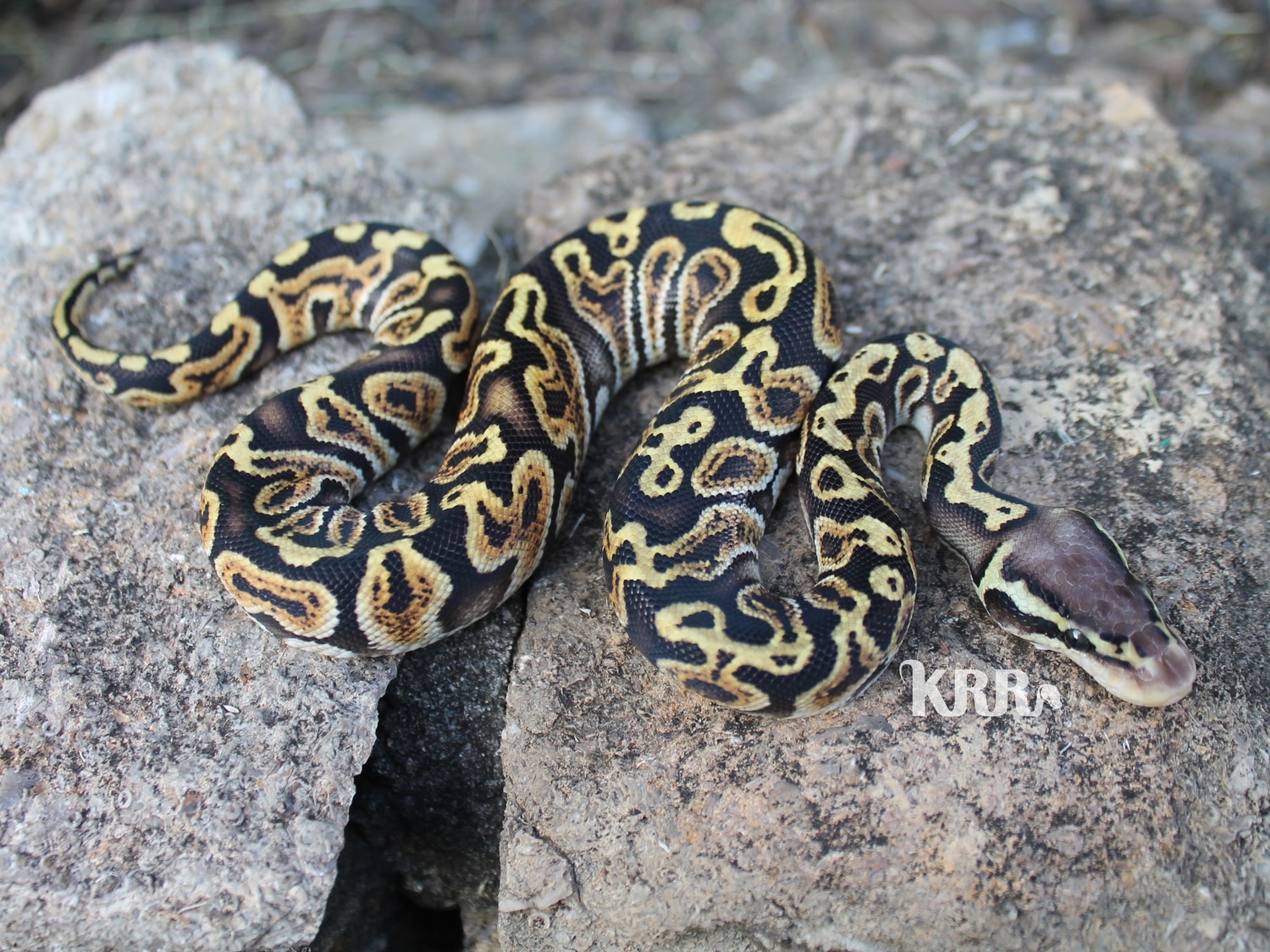 GHI Pastel Het Monarch Ball Python by Kentucky Redneck Reptiles ...