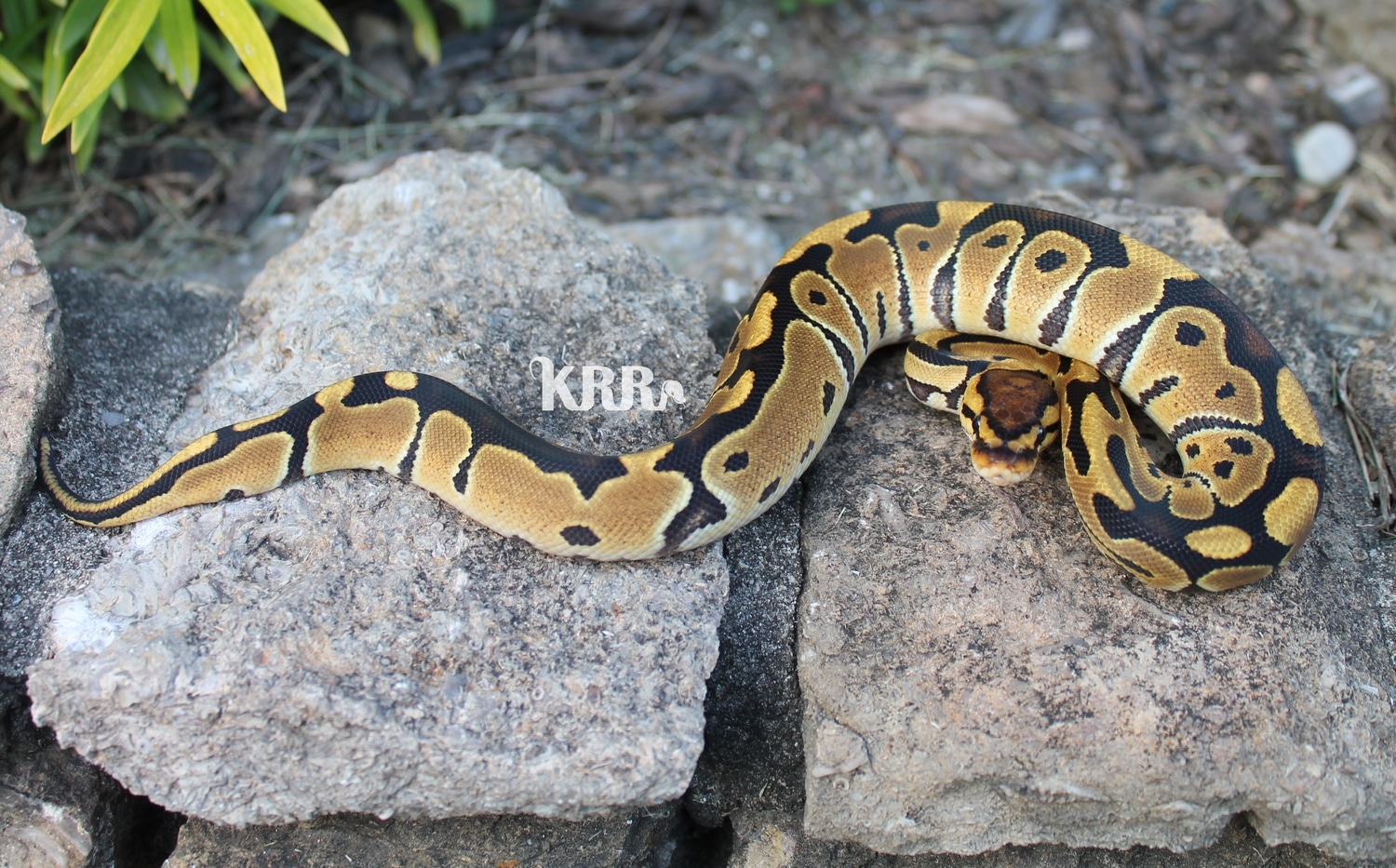 Crypton Ball Python by Kentucky Redneck Reptiles - MorphMarket