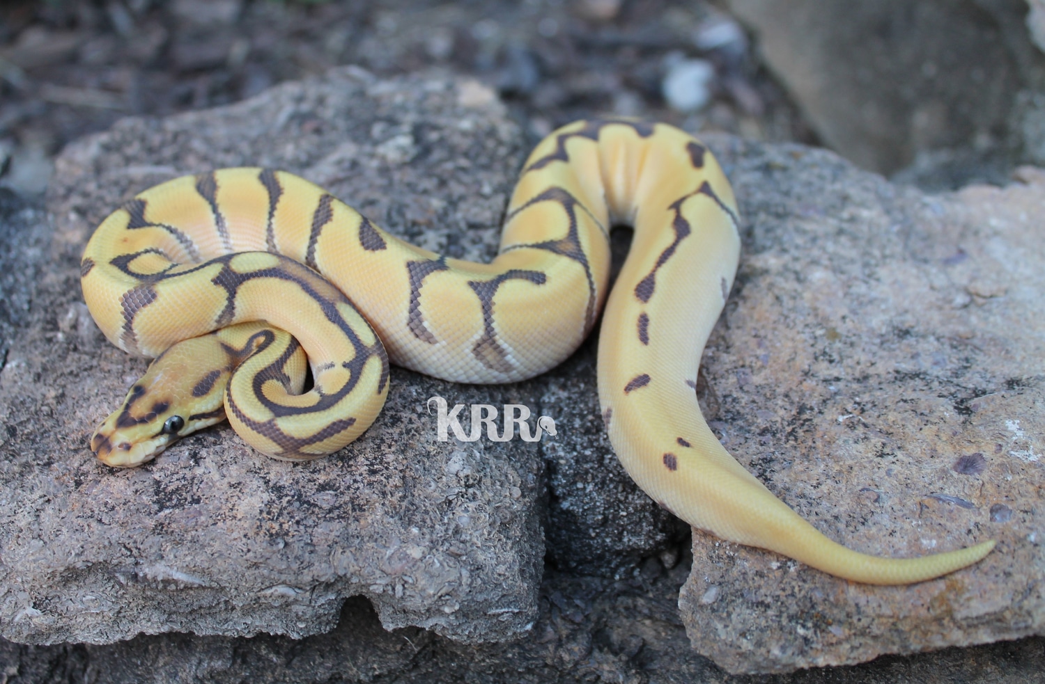Orange Dream Spider Hypo (YB?) Ball Python by Kentucky Redneck Reptiles - MorphMarket