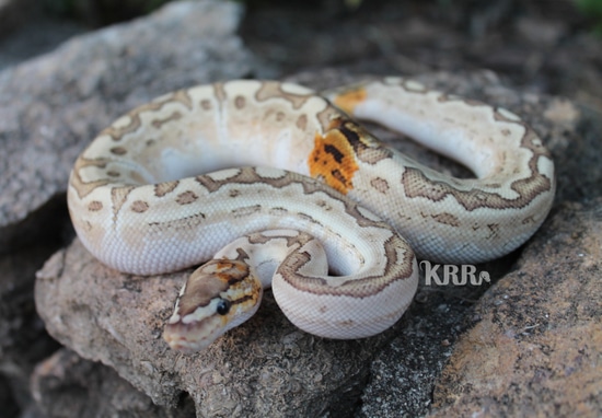 Bamboo Crypton Ball Python by Kentucky Redneck Reptiles