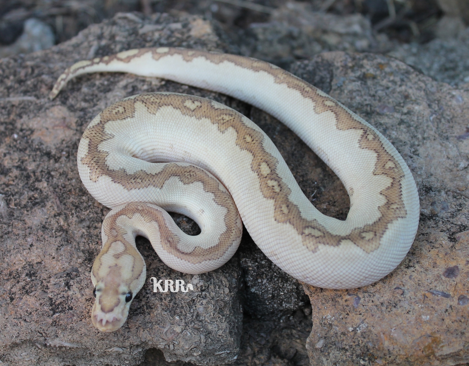 Bamboo Clown Ball Python by Kentucky Redneck Reptiles - MorphMarket