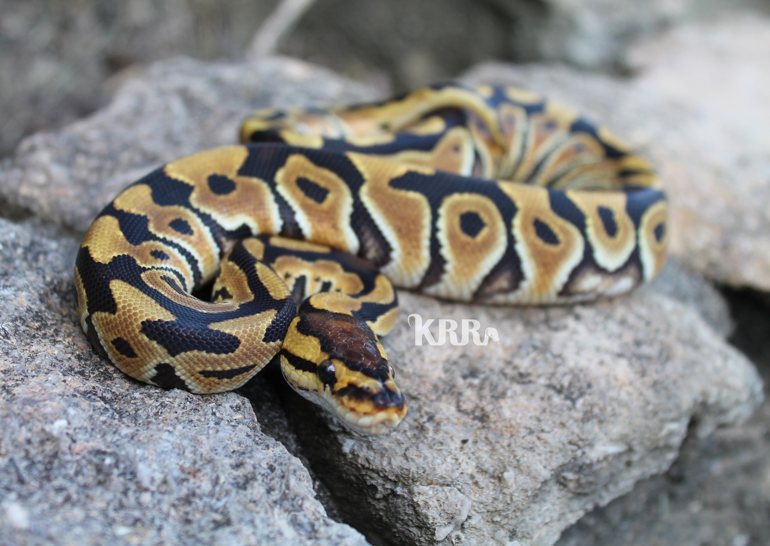 Crypton Ball Python by Kentucky Redneck Reptiles - MorphMarket