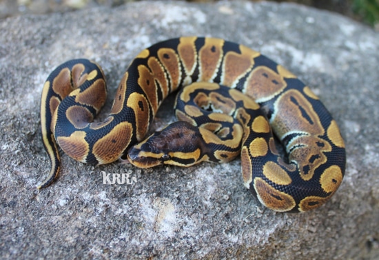 Het Hypo Het Monarch Ball Python by Kentucky Redneck Reptiles