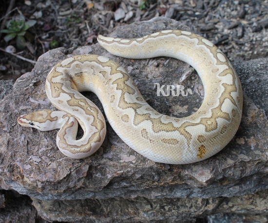Bamboo Crypton Ball Python by Kentucky Redneck Reptiles